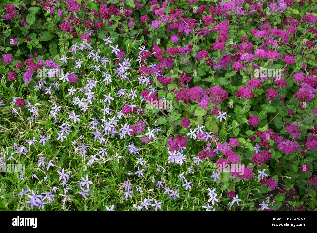 Isotoma plant hi-res stock photography and images - Alamy