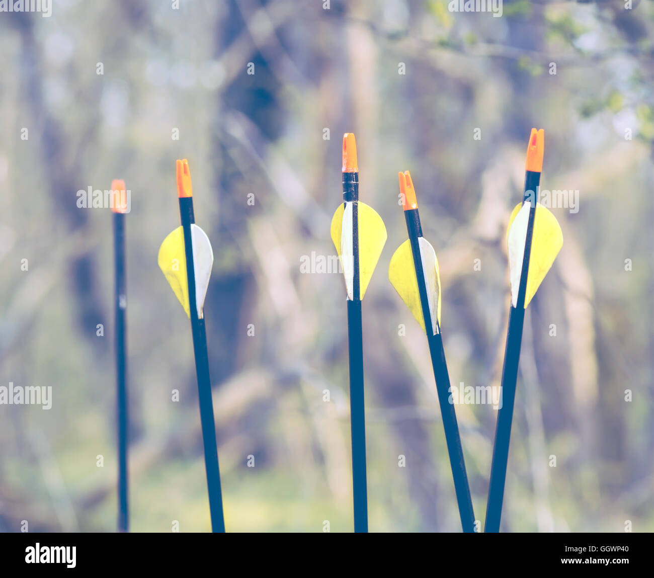 Bow Arrows Sport archery concept summer nature on background Stock ...