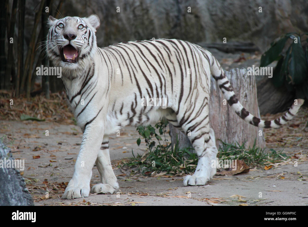 Tete a queue hi-res stock photography and images - Alamy