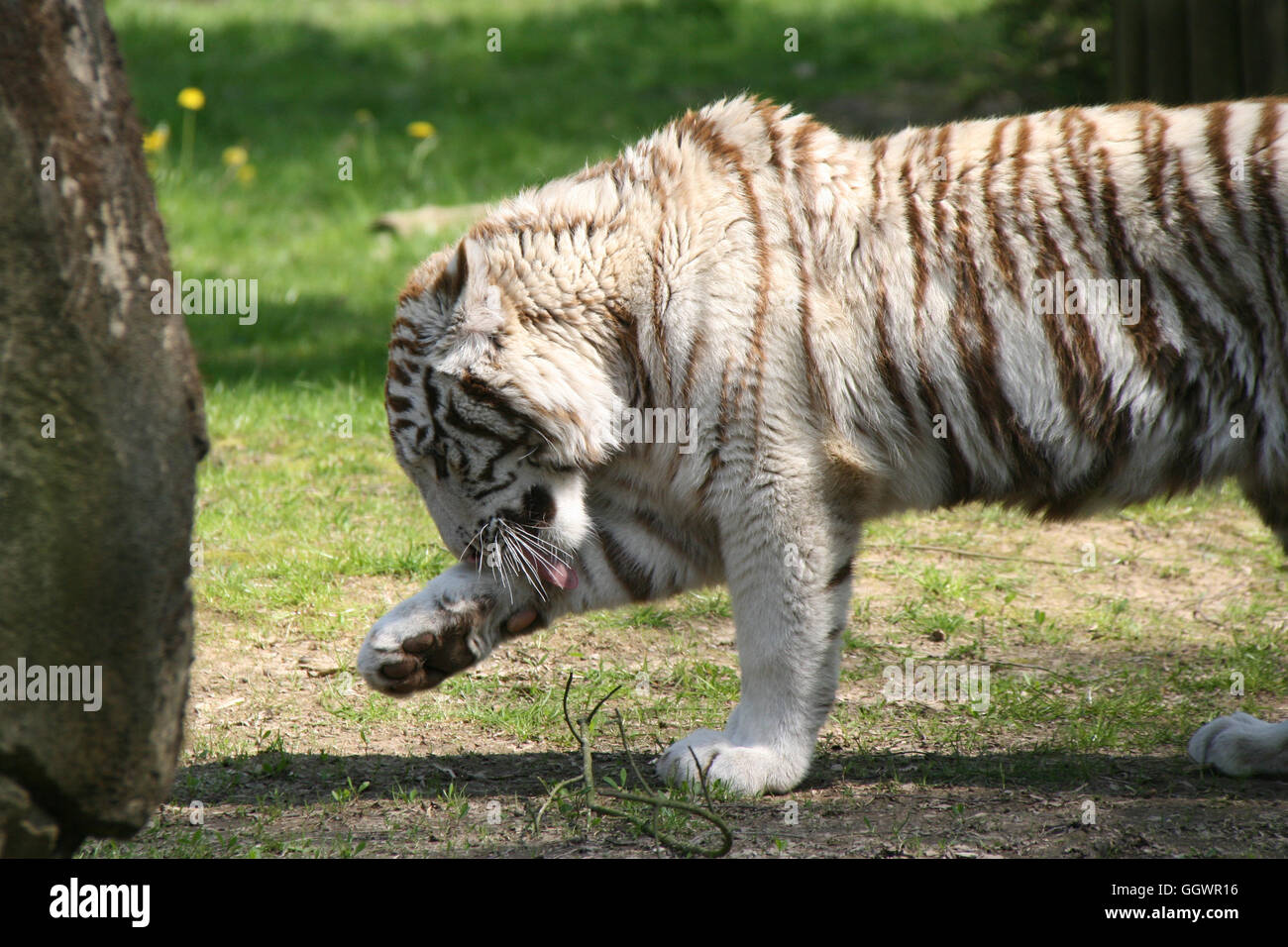 Tiger in zoo france hi-res stock photography and images - Alamy