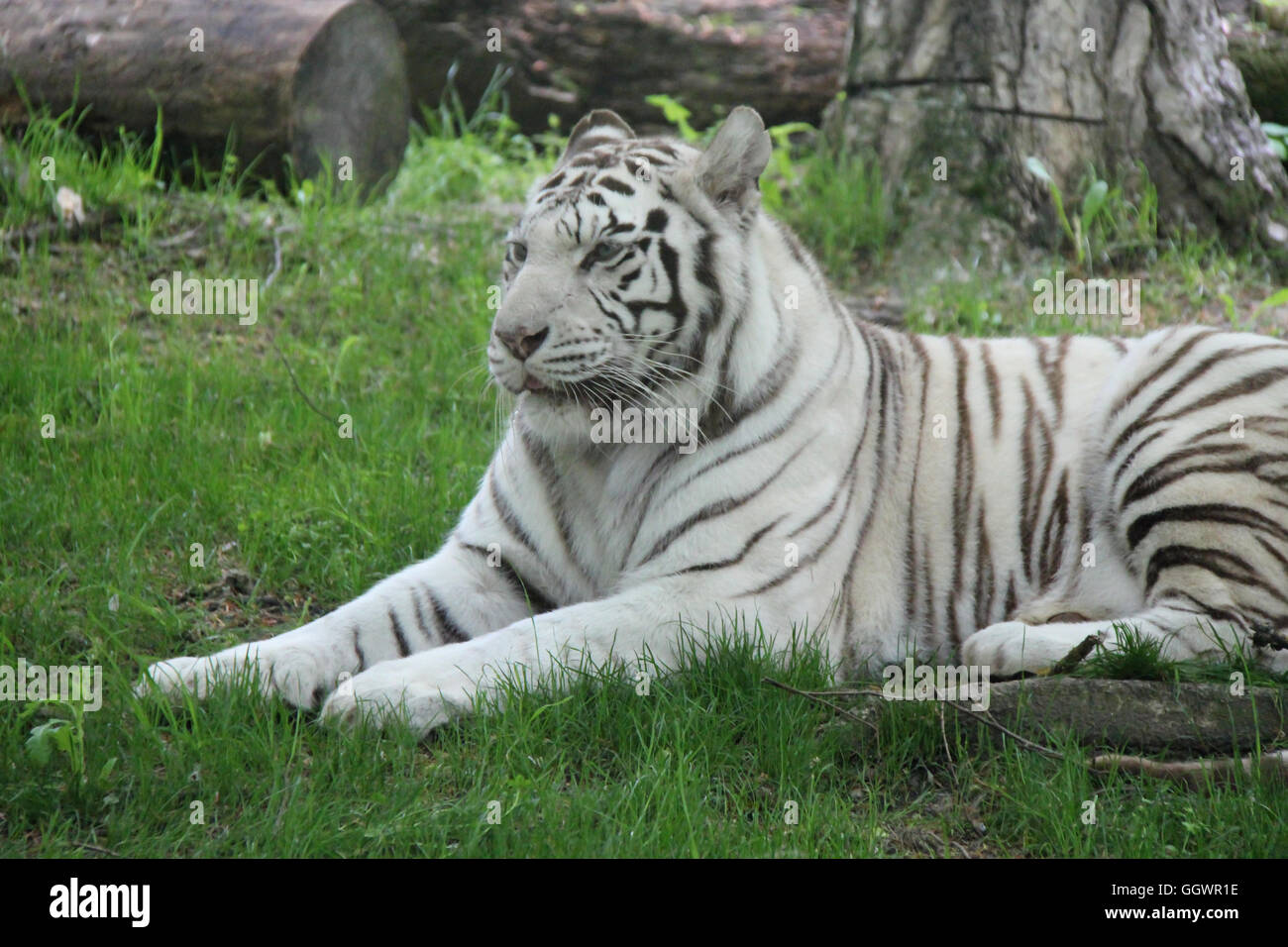 White tiger in a zoo in France Stock Photo - Alamy