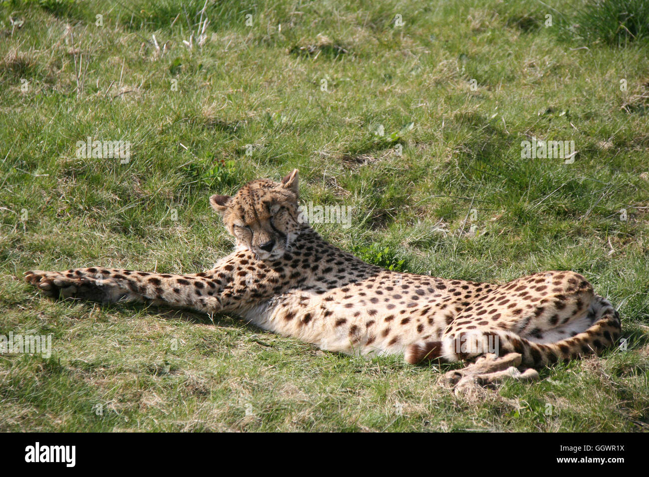 Cheetah in a zoo in France Stock Photo - Alamy