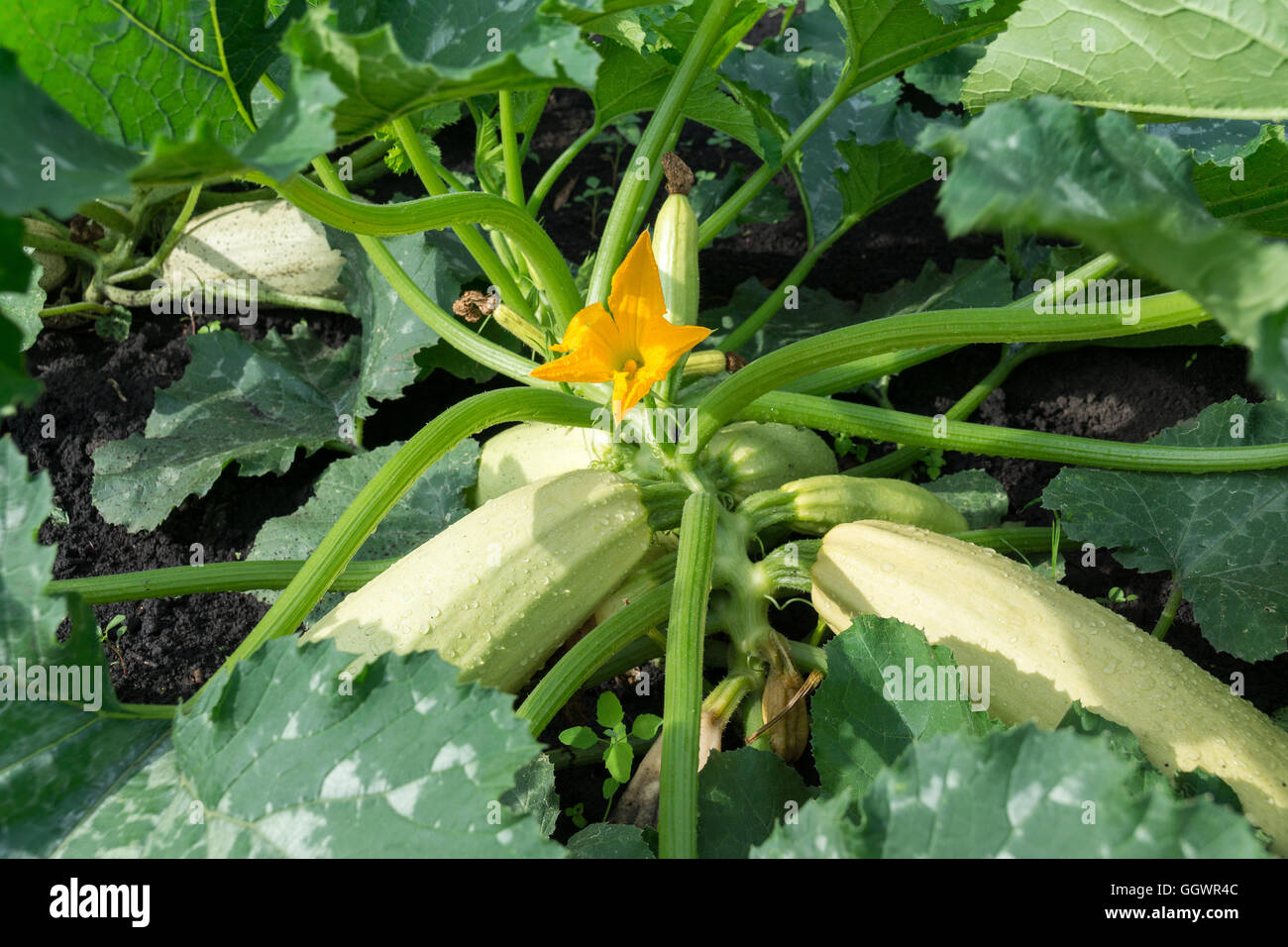 the photograph depicts squash growing in the garden Stock Photo - Alamy