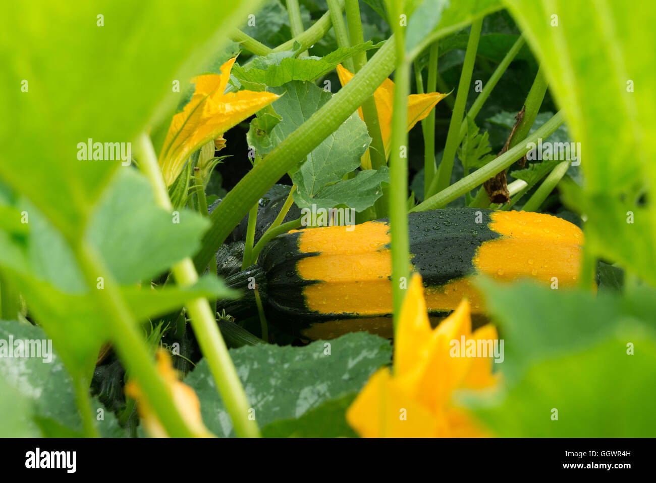 the photograph depicts squash growing in the garden Stock Photo - Alamy