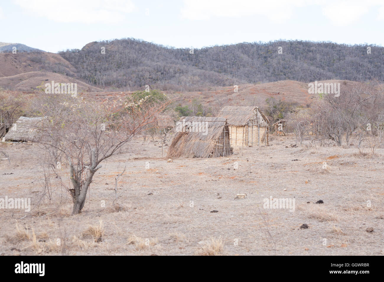 Madagascar wildife hi-res stock photography and images - Alamy