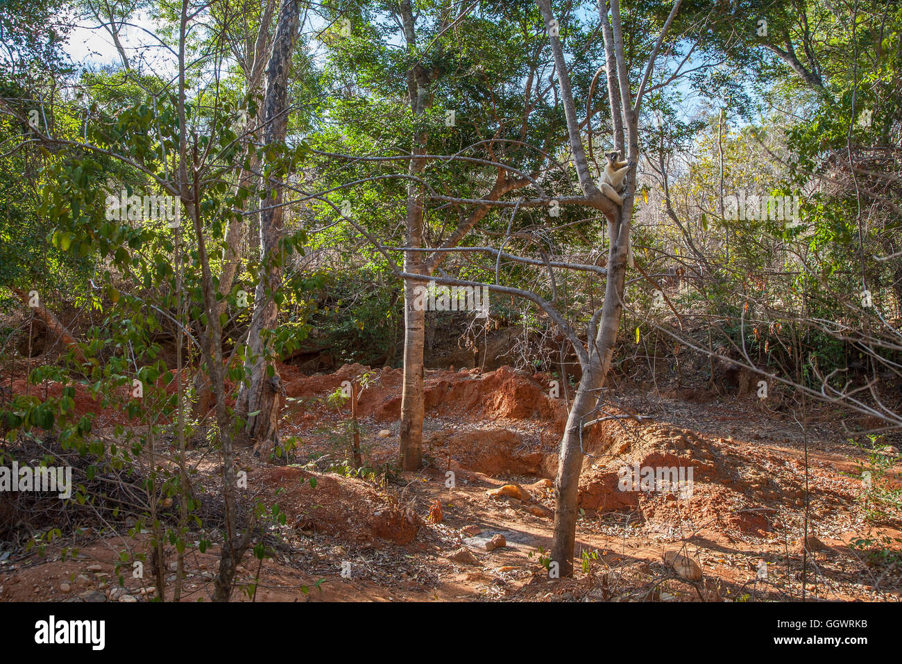 Madagascan Gold MIning Area Stock Photo - Alamy