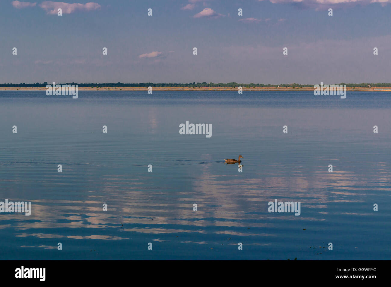 Lake duck landscape hi-res stock photography and images - Alamy