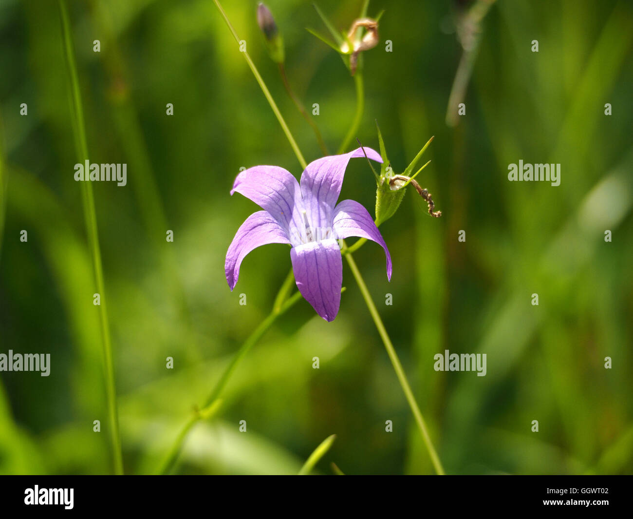 purple flower of Spreading Bellflower (Campanula patula) against plain ...