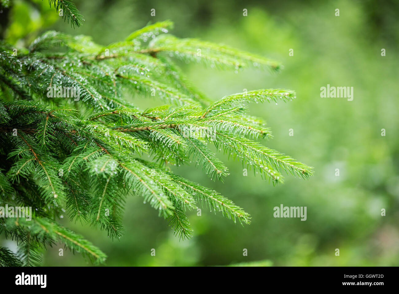 Closeup of fir tree branches Stock Photo - Alamy