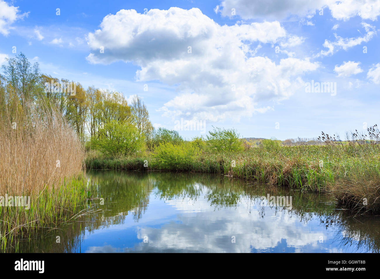 Reed beds on the River Arun at Wildfowl & Wetlands Trust, Arundel, West ...