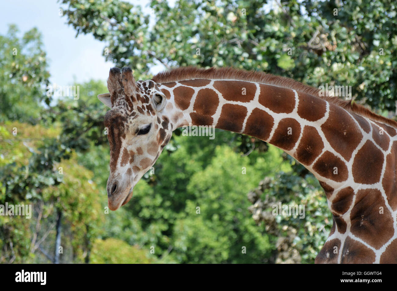 Giraffe side profile hi-res stock photography and images - Alamy