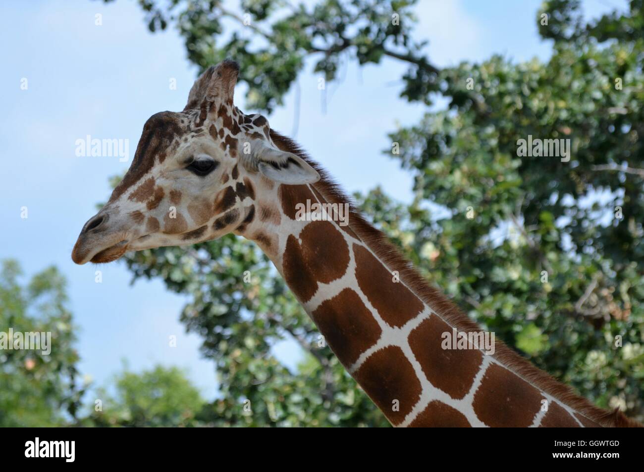 Giraffe side profile hi-res stock photography and images - Alamy
