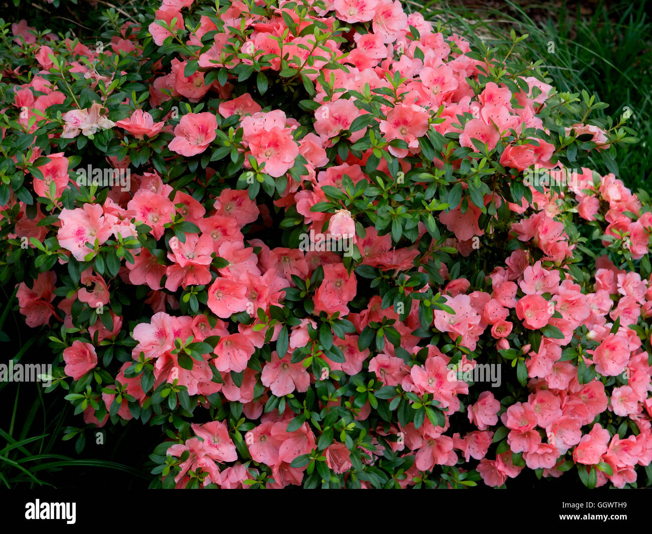 Flowers at the Memorial Centre to Martin Luther King Jr in Atlanta is ...
