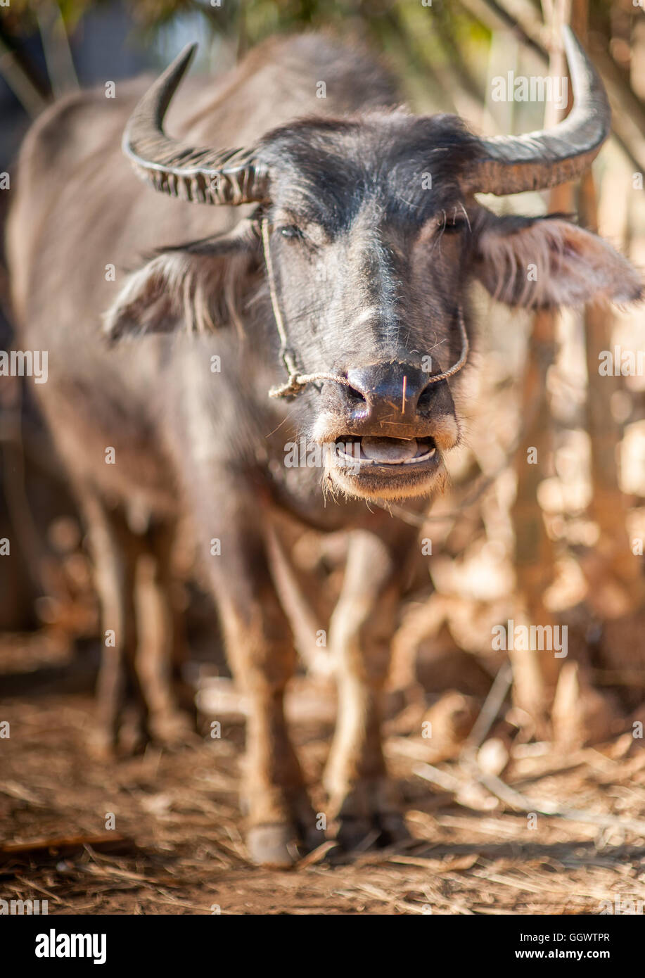 Buffalo mouth and nose hi-res stock photography and images - Alamy