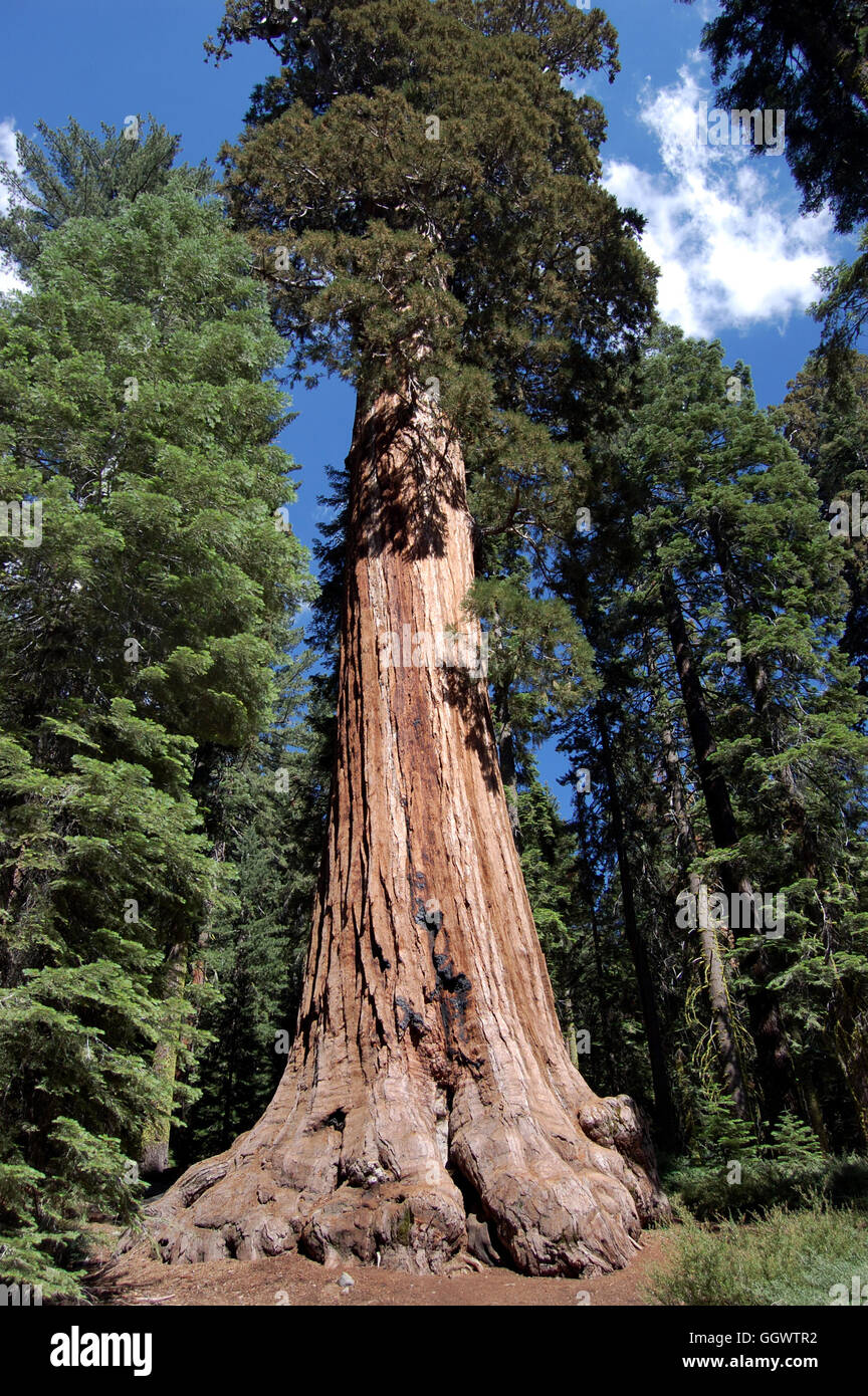 Giant sequoia Tree in Sequoia National Park Stock Photo - Alamy