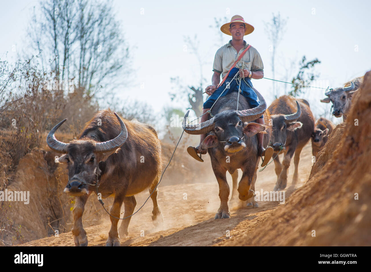 Man riding a buffalo Stock Photo - Alamy