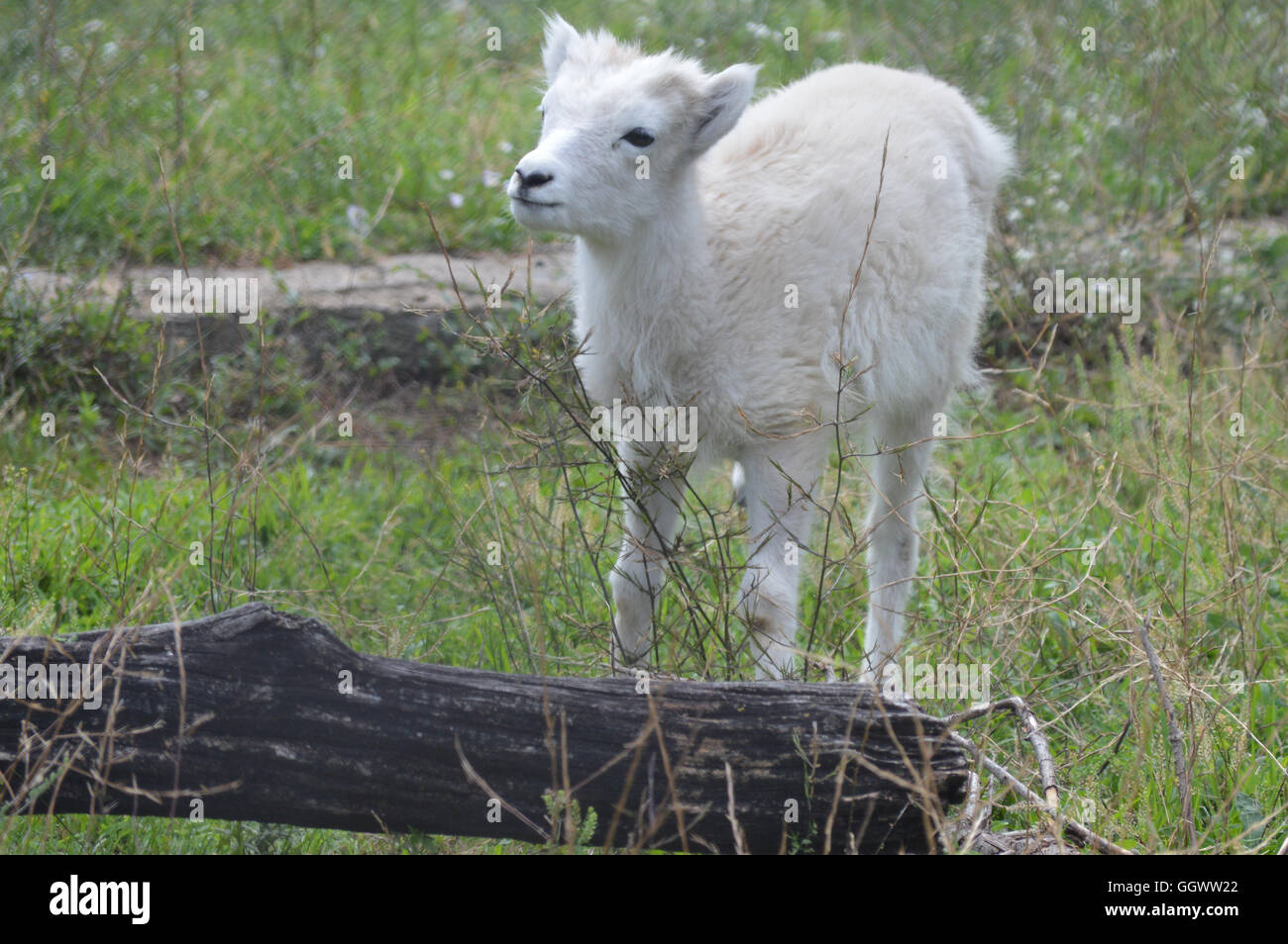Dall Sheep Lamb Stock Photo - Alamy