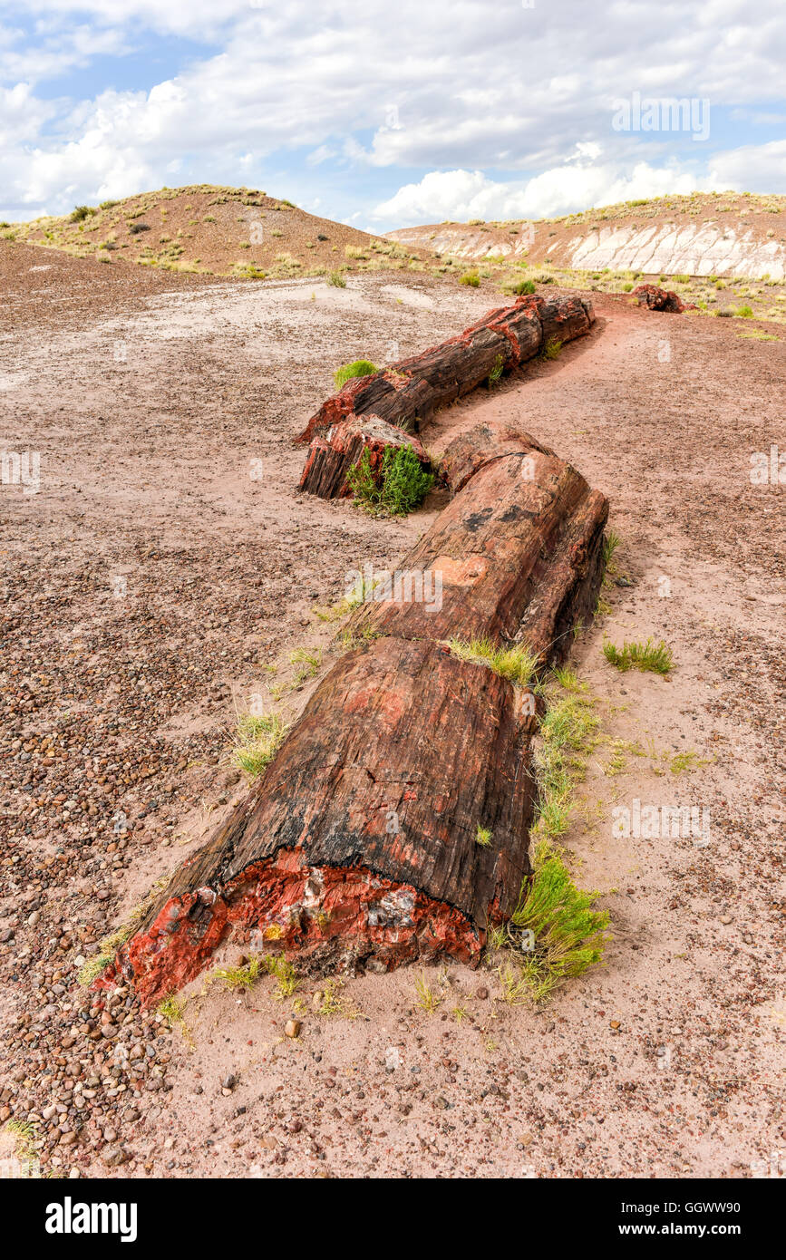 The Jasper Forest in the Petrified Forest National Park in Arizona ...