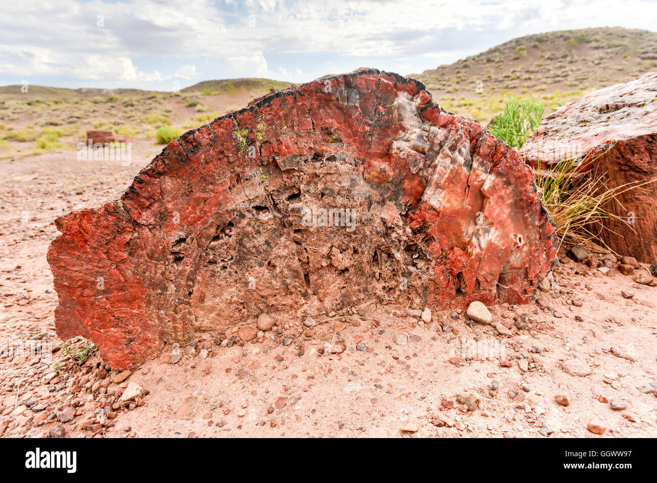 The Jasper Forest in the Petrified Forest National Park in Arizona ...