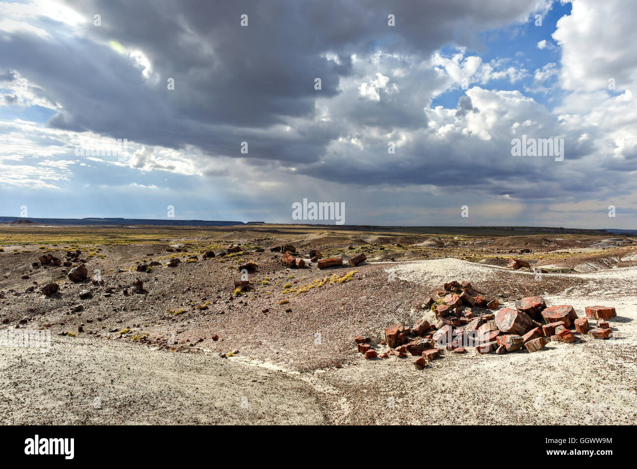 The Crystal Forest in the Petrified Forest National Park in Arizona ...