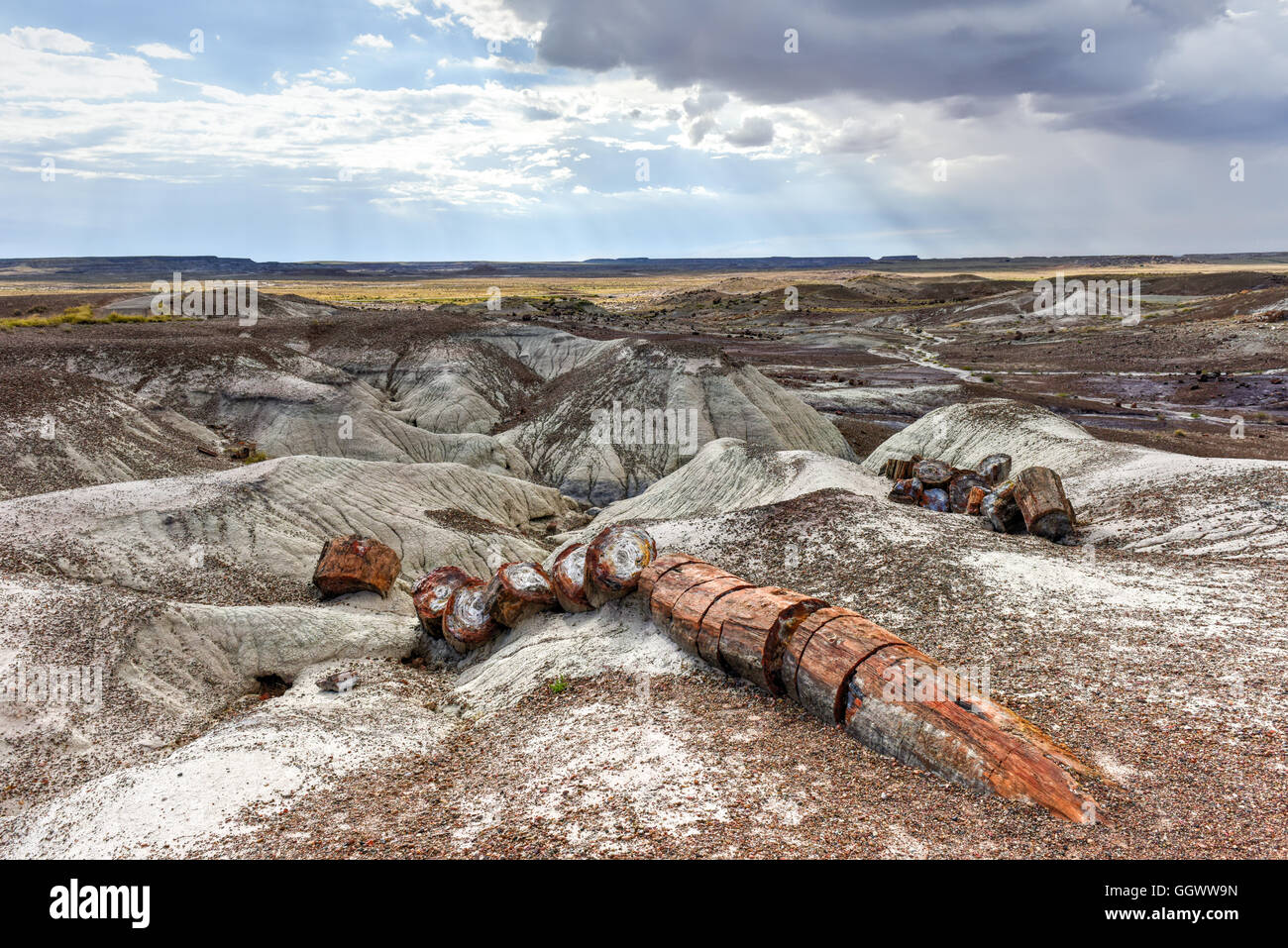 The Crystal Forest in the Petrified Forest National Park in Arizona ...