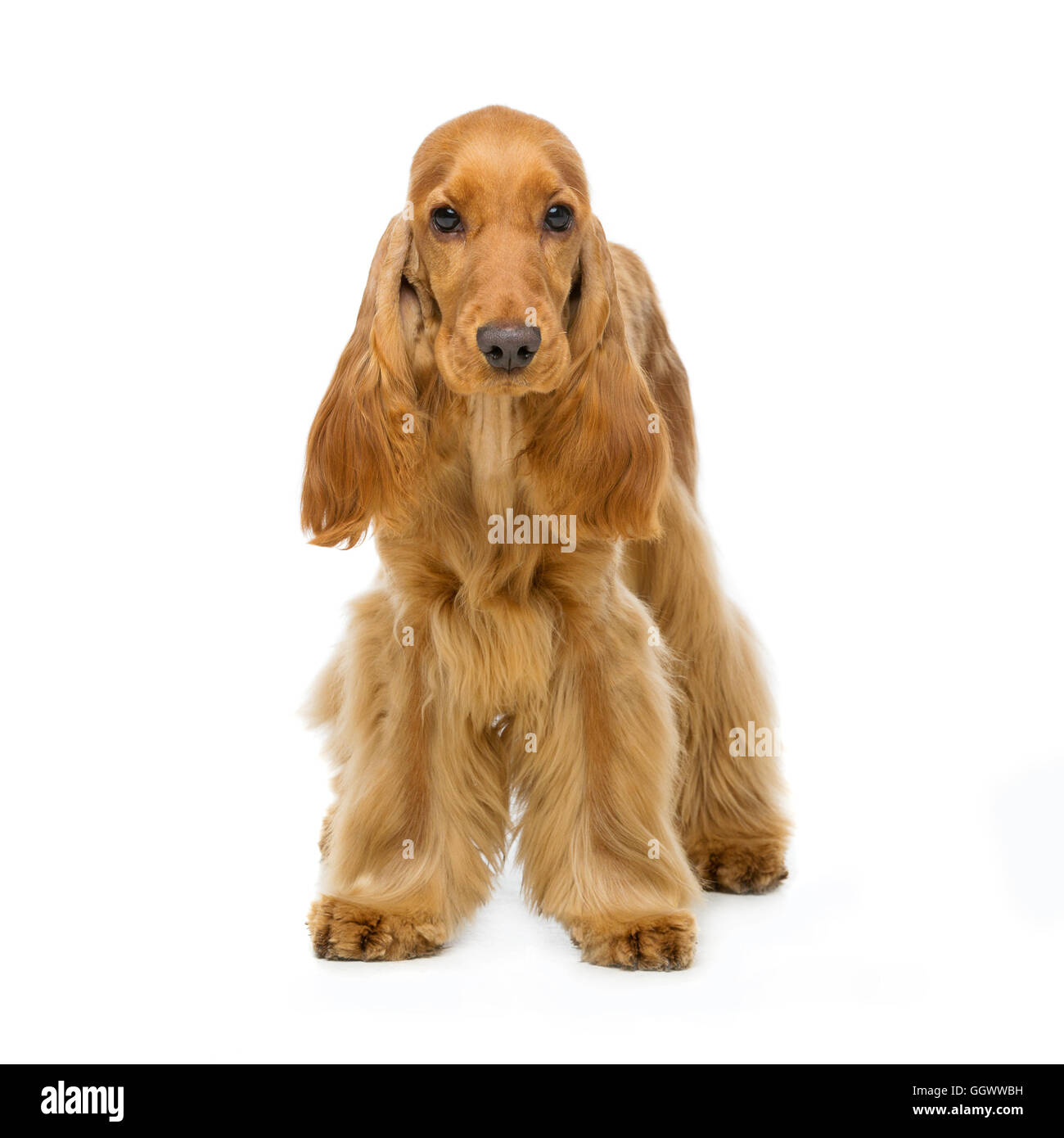 Beautiful English Cocker Spaniel Stock Photo - Alamy