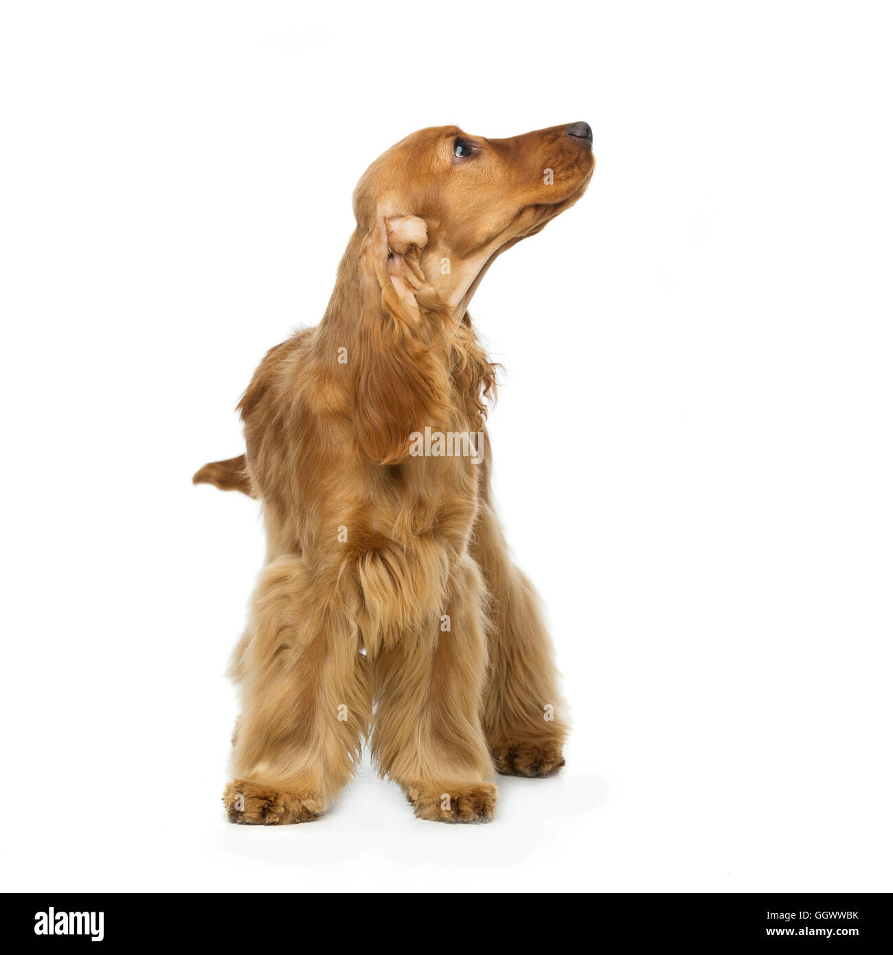 Beautiful English Cocker Spaniel Stock Photo - Alamy