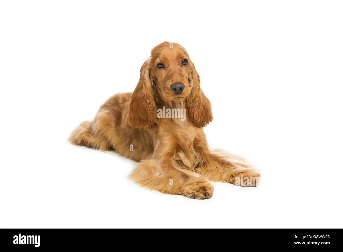 Beautiful English Cocker Spaniel Stock Photo - Alamy
