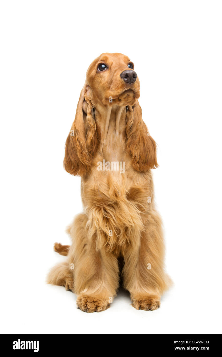Beautiful English Cocker Spaniel Stock Photo - Alamy