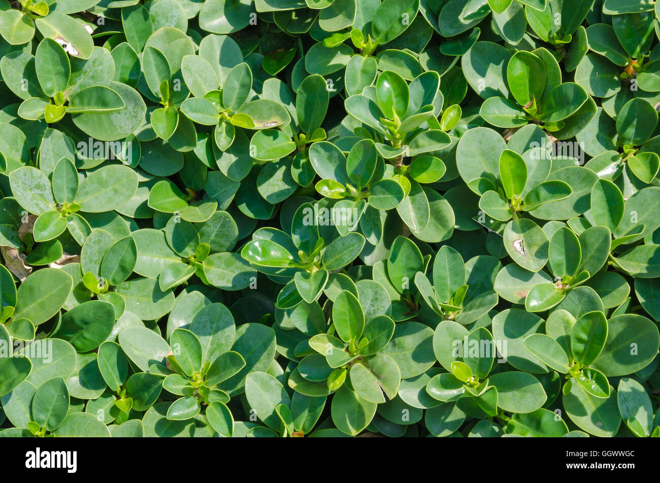 Texture of Lush Foliage Stock Photo - Alamy