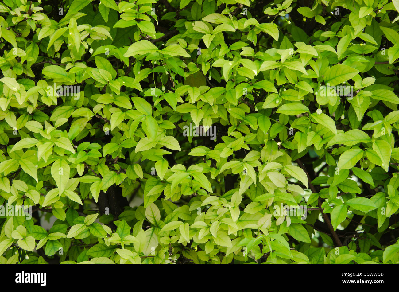 Texture of Lush Foliage Stock Photo - Alamy
