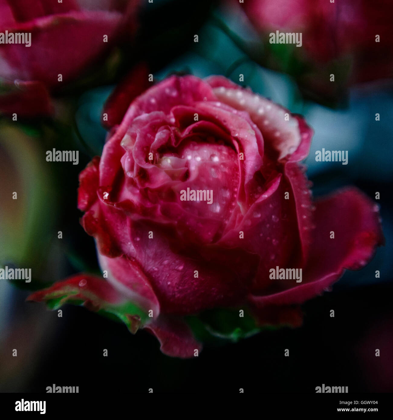 Close up of water droplets on rose Stock Photo - Alamy