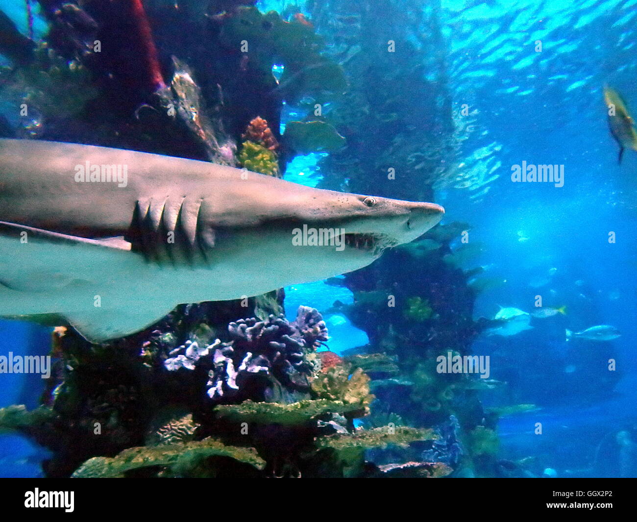Shark sea lawyer big shark hi-res stock photography and images - Alamy