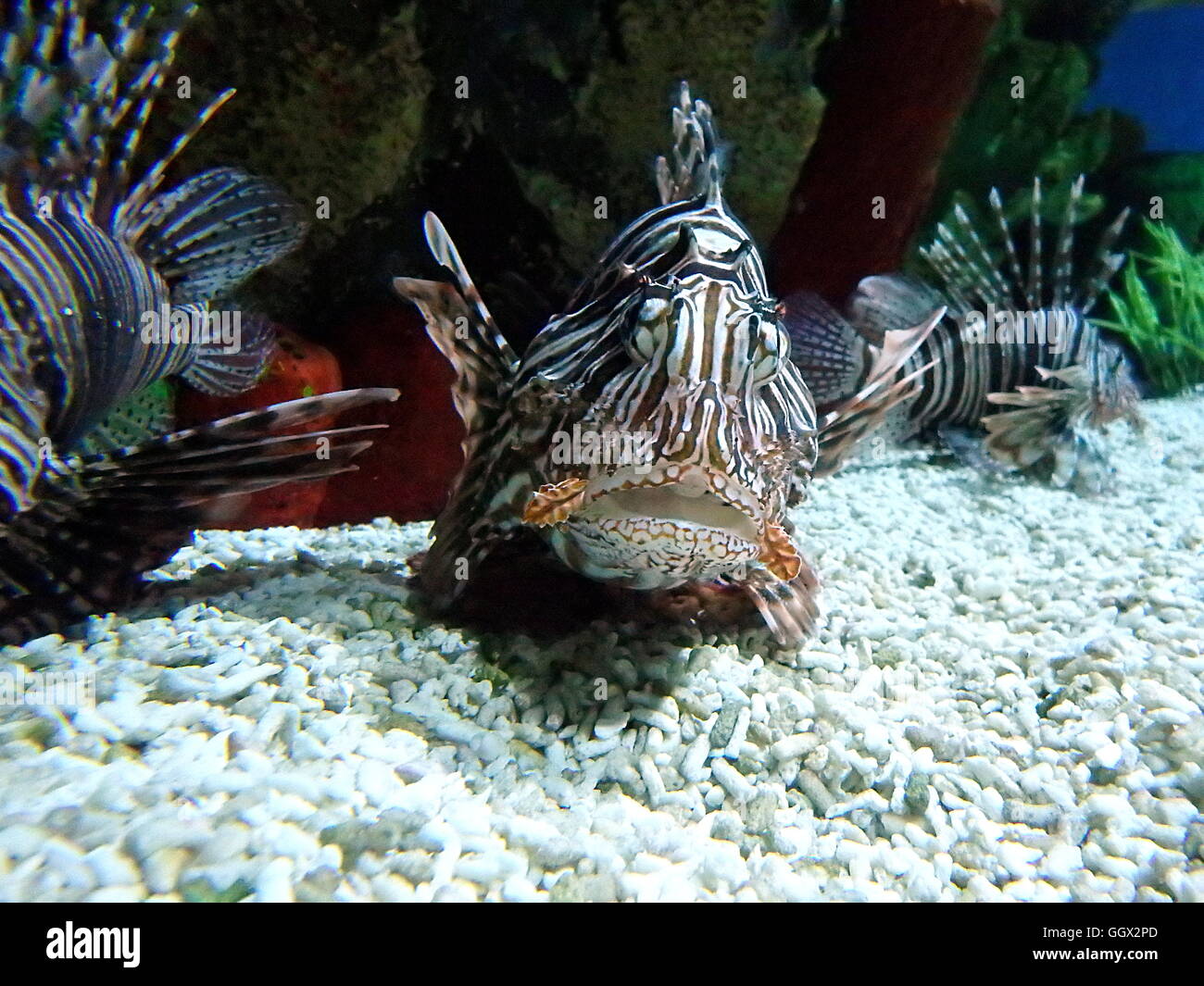 floating poisonous fish, lionfish Stock Photo - Alamy