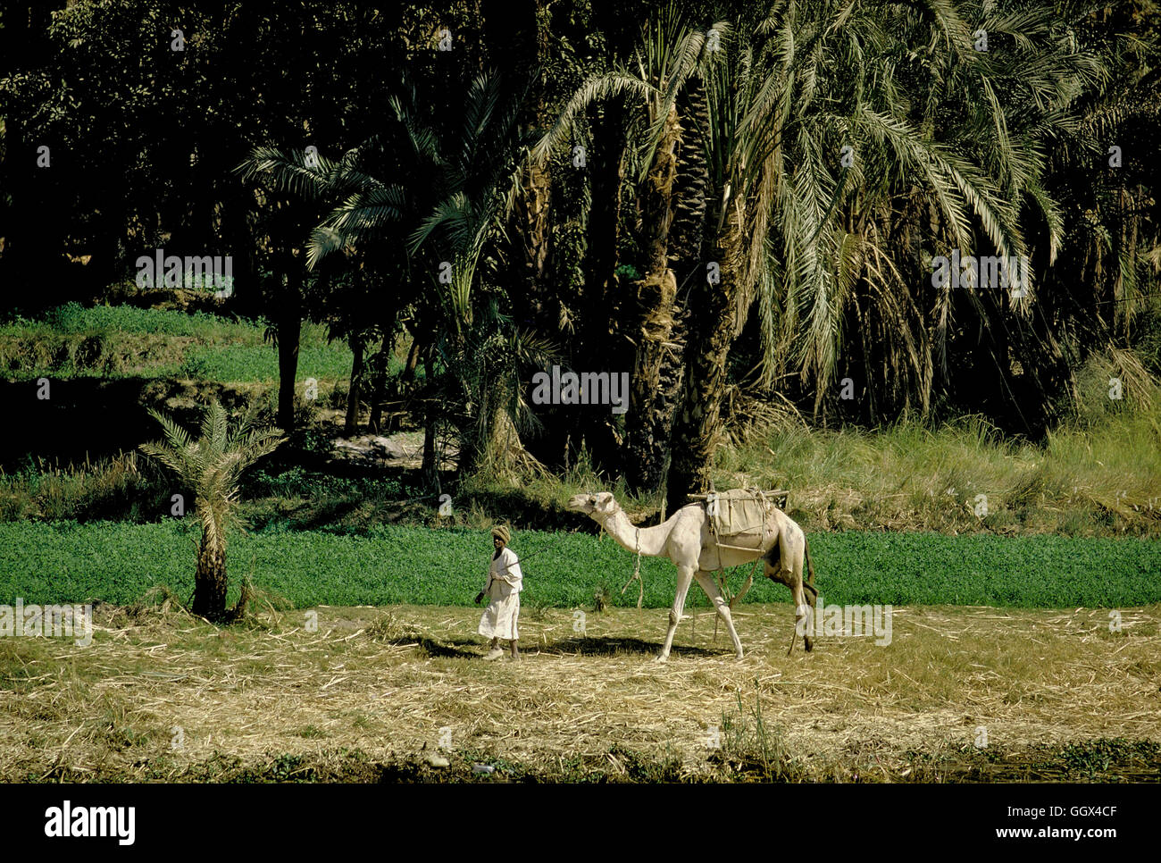 Fellahin hi-res stock photography and images - Alamy