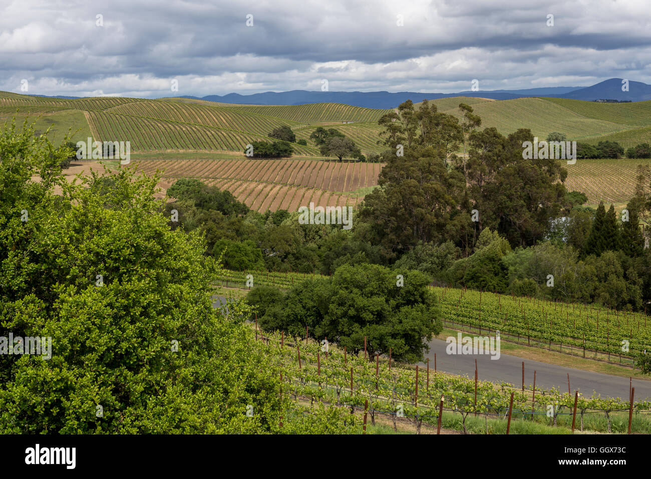 Vineyards and rolling Carneros Hills viewed from Artesa Vineyards and ...