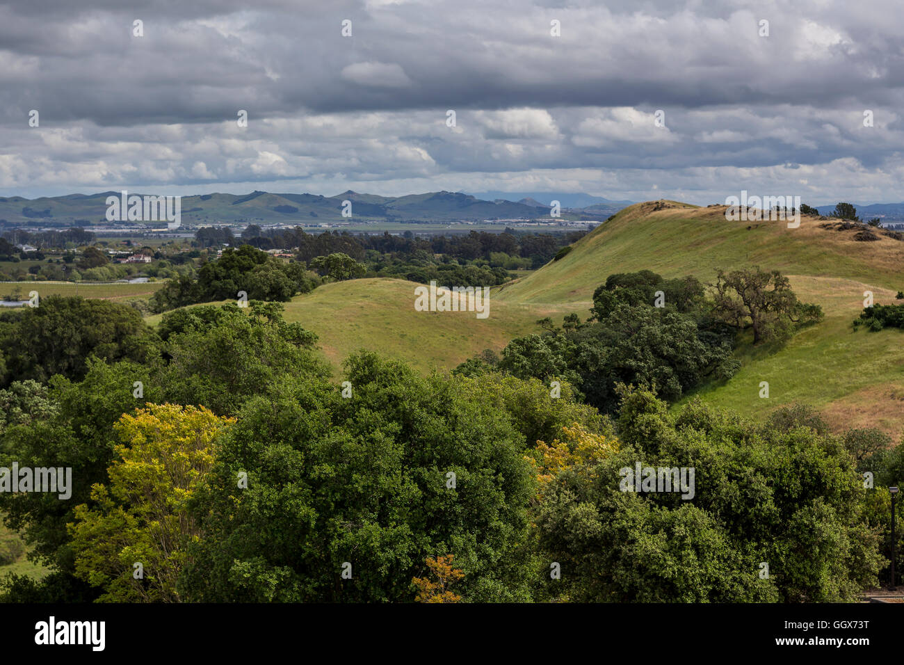 Carneros Hills, viewed from, Artesa Vineyards and Winery, Carneros ...
