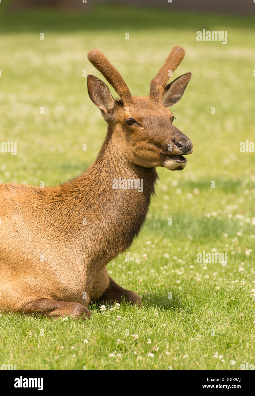 Young male elk horns hi-res stock photography and images - Alamy