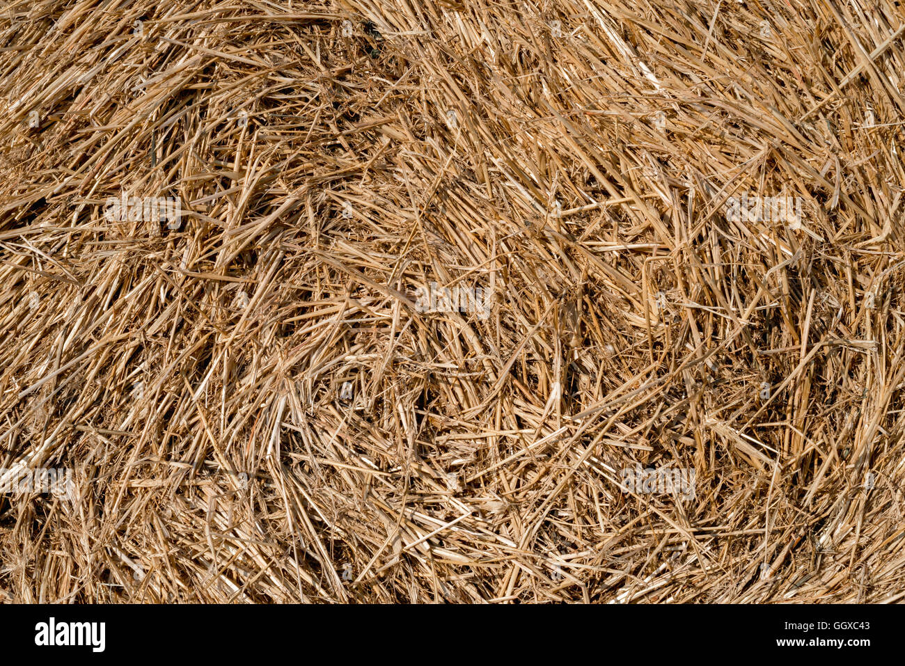 Background of hay Stock Photo - Alamy