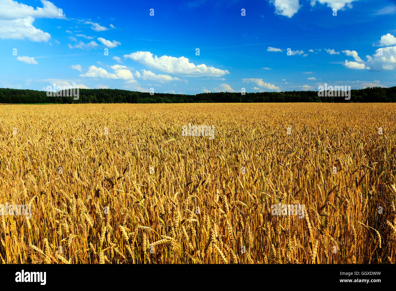 out wheat cleaning Stock Photo - Alamy