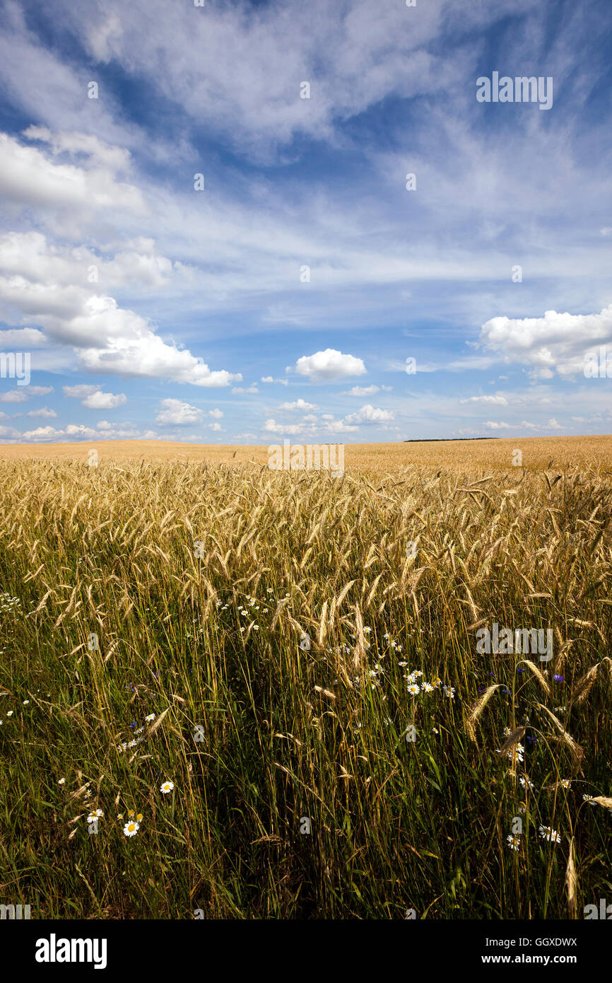 wildflowers in ripe rye Stock Photo - Alamy