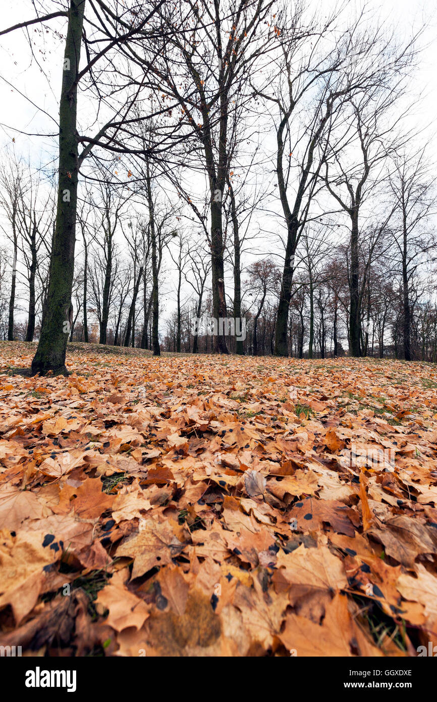 Autumn Park, overcast Stock Photo - Alamy