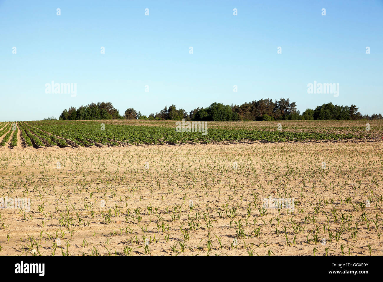 potato field, spring Stock Photo - Alamy