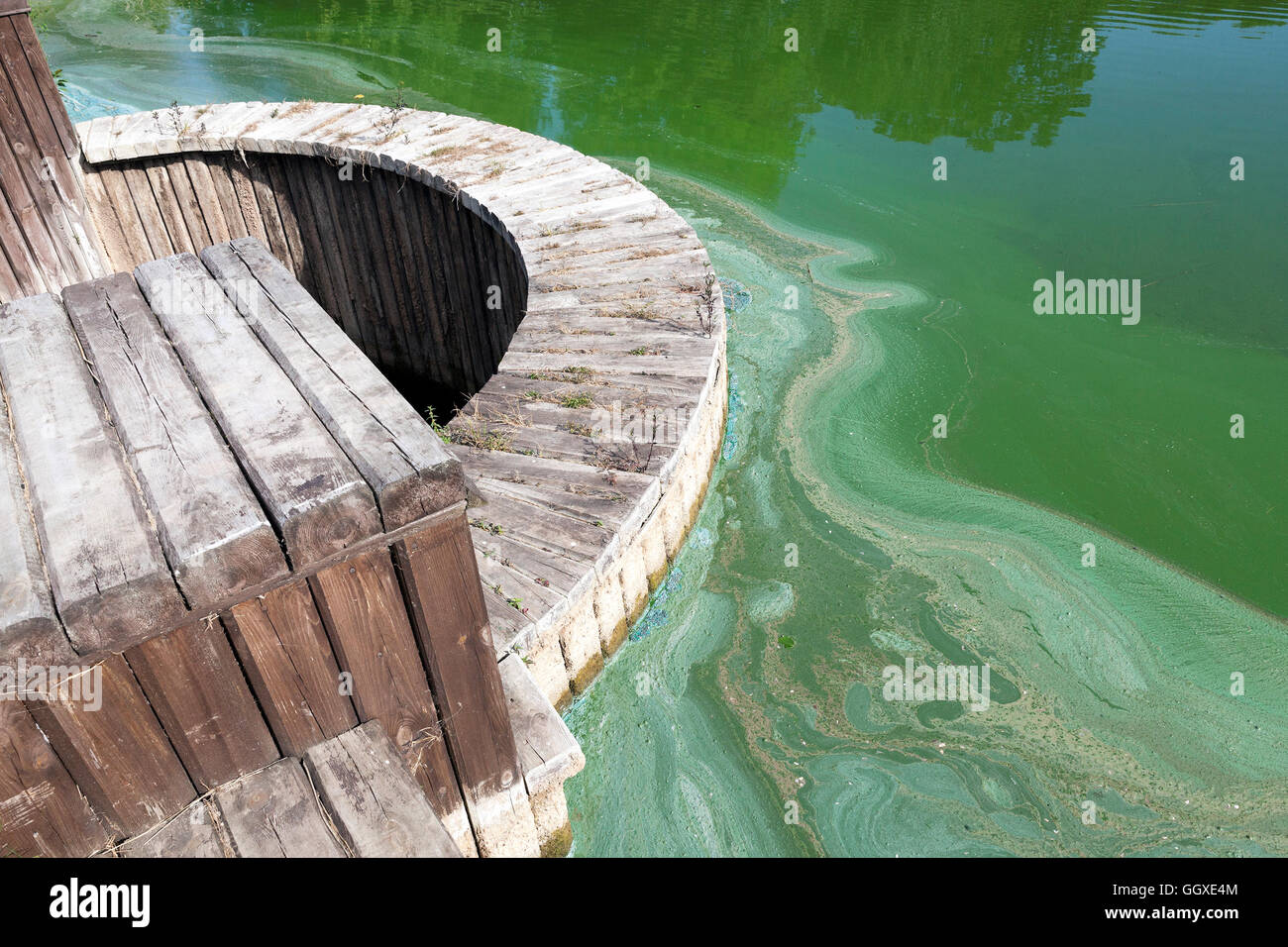Water in the swamp Stock Photo - Alamy