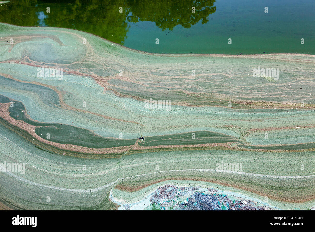 Reed grass in backwater hi-res stock photography and images - Alamy