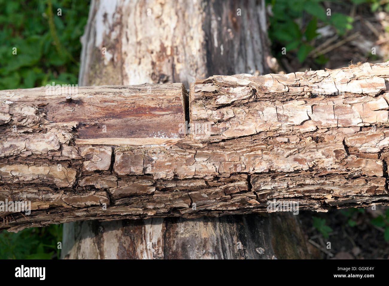 Log effect hi-res stock photography and images - Alamy