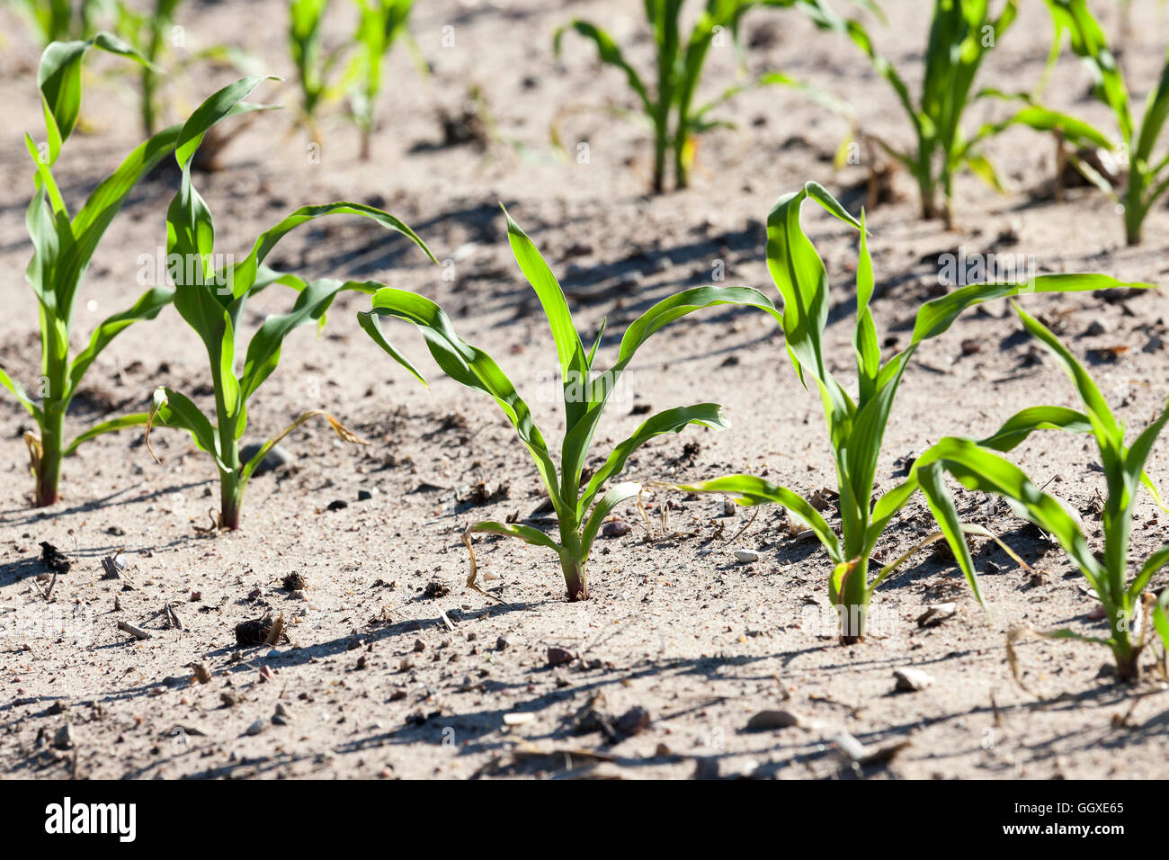 Green corn spring hi-res stock photography and images - Alamy