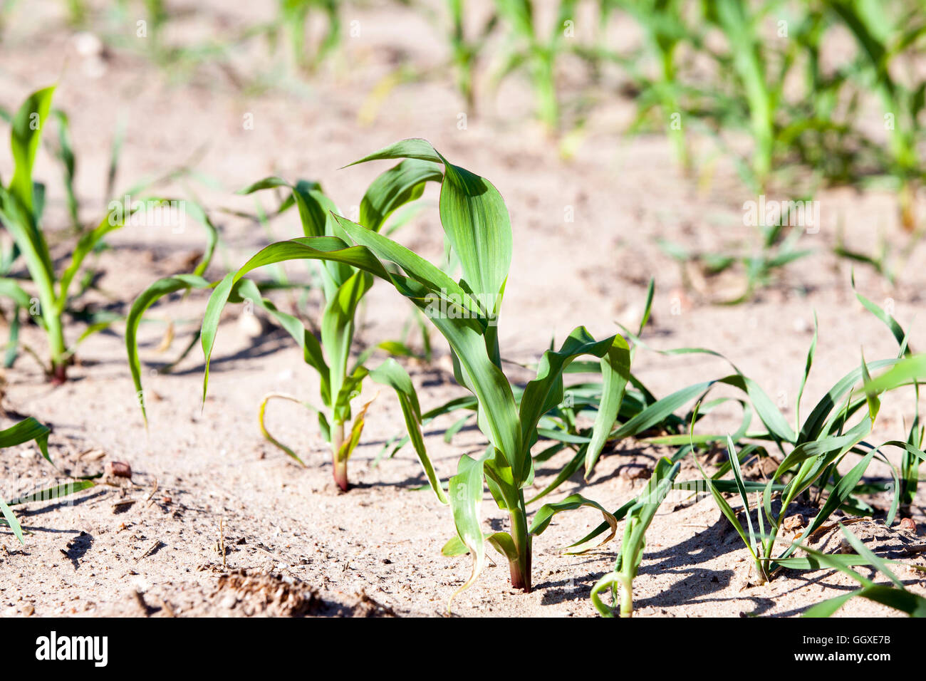 Corn field close up hi-res stock photography and images - Alamy