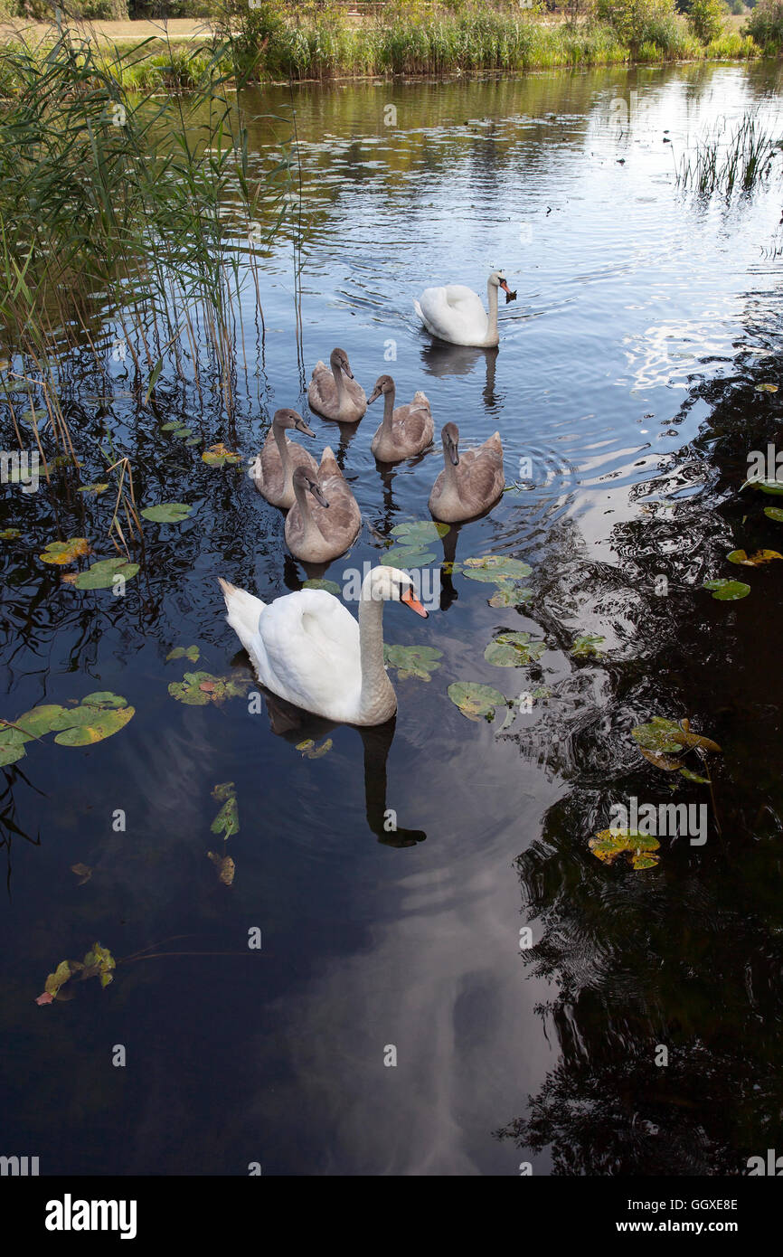 Swans family pond Stock Photo - Alamy