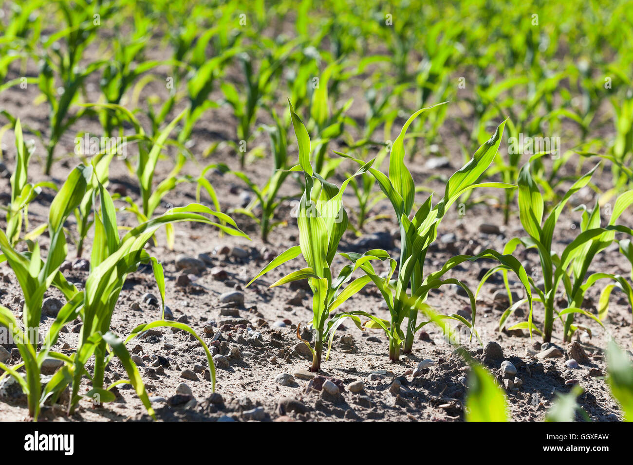 Corn field, summer Stock Photo - Alamy